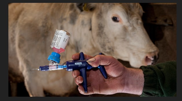 USA Farmers To Begin Injecting Livestock With mRNA Shots This Mont ...